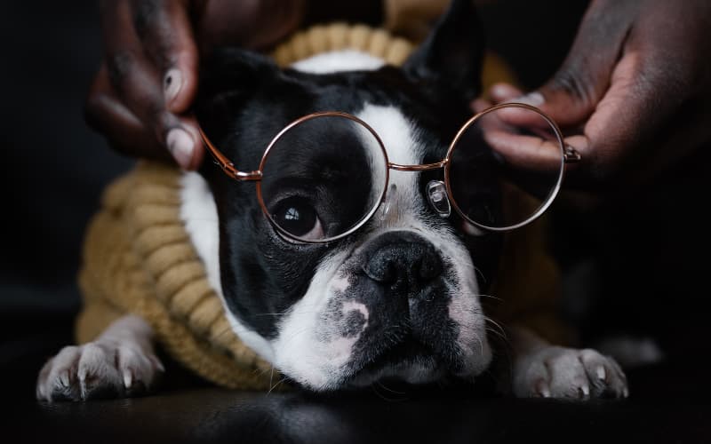 Cuidado del Perro: 10 Consejos para un Bienestar Óptimo