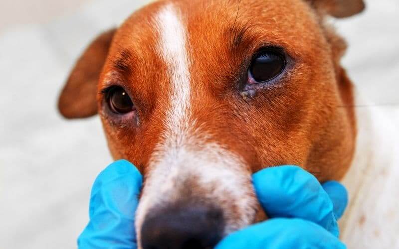 Conjuntivitis Perro: Cómo se Cura - Guía Práctica